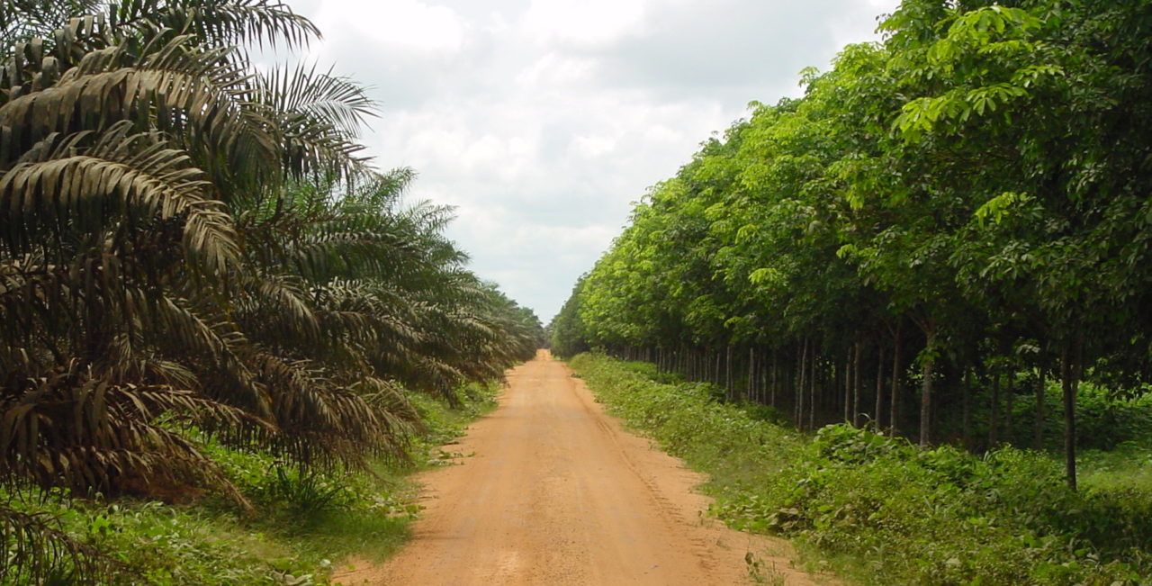 The Okomu Oil Palm Company Plc. | Nigeria